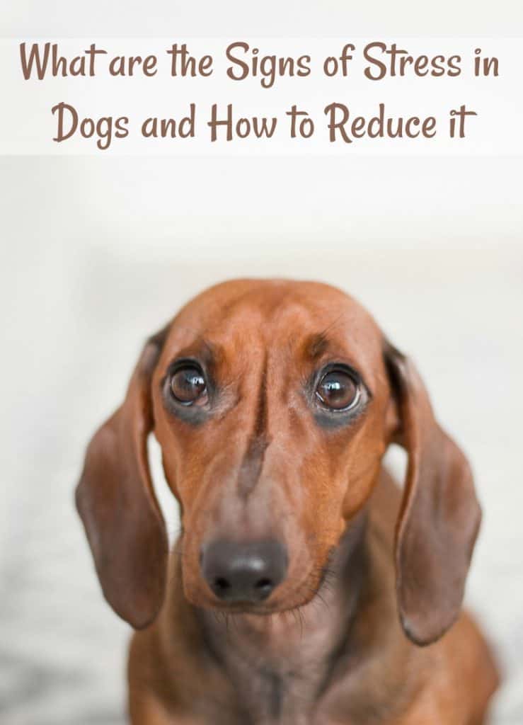 What are the Signs of Stress in Dogs and How to Reduce it - Miss Molly Says