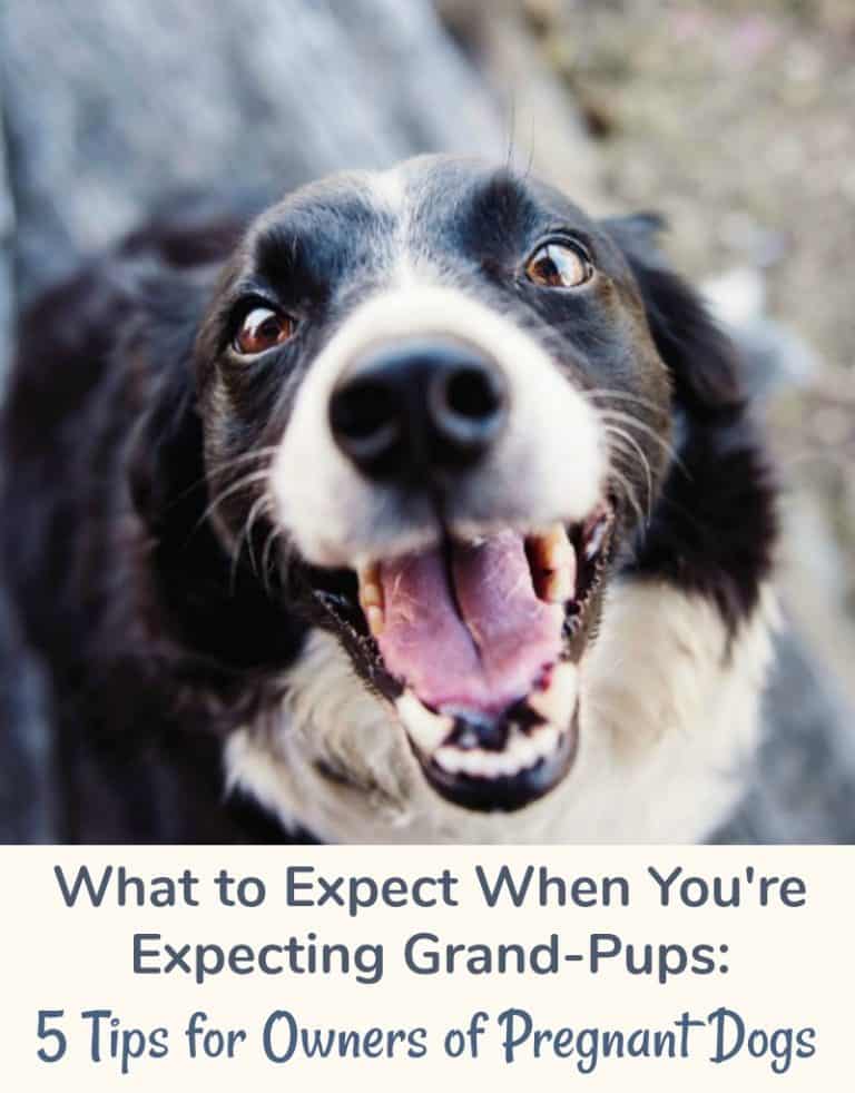 What to Expect When You're Expecting Grand-Pups: 5 Tips for Owners of ...