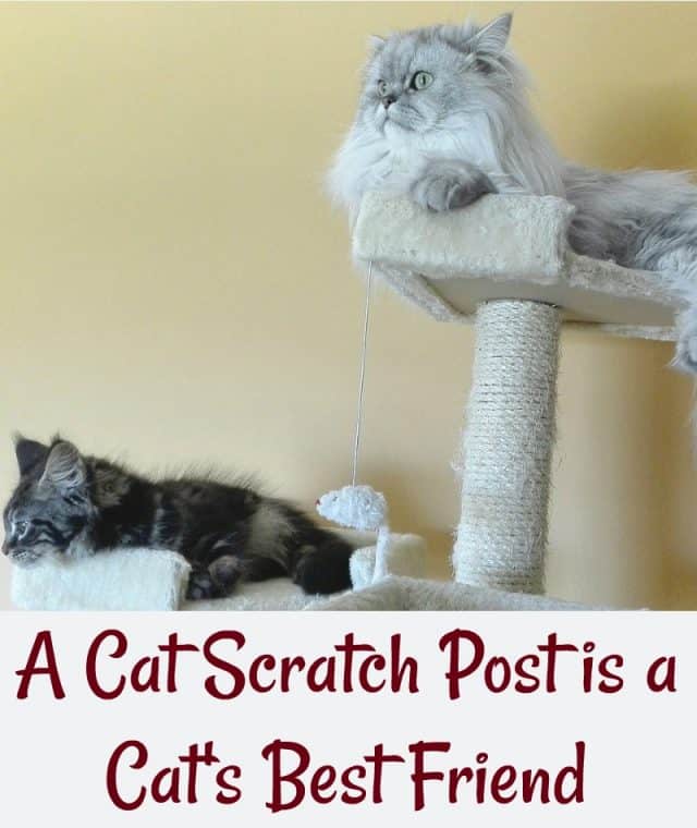 A Cat Scratch Post is a Cat's Best Friend - Miss Molly Says