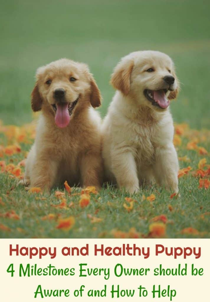 Happy and Healthy Puppy: 4 Milestones Every Owner should be Aware of