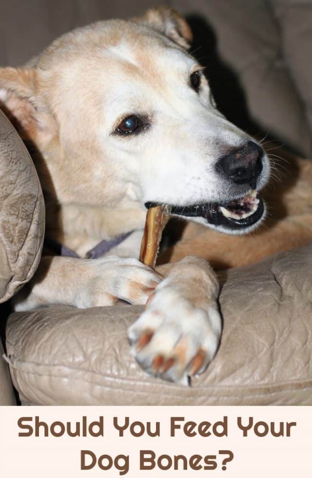 Should You Feed Your Dog Bones? - Miss Molly Says