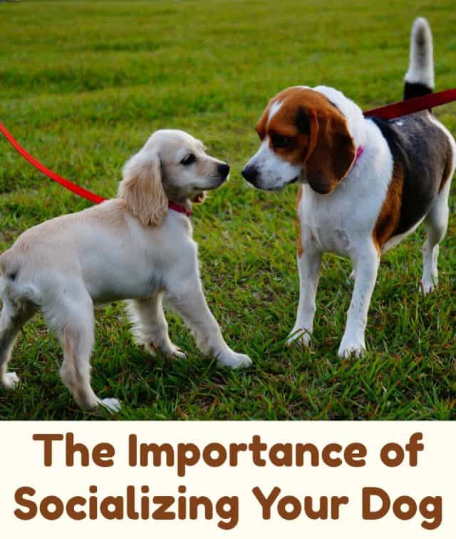 The Importance of Socializing Your Dog - Miss Molly Says