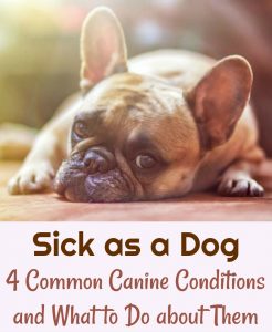 Sick as a Dog: 4 Common Canine Conditions and What to Do about Them ...