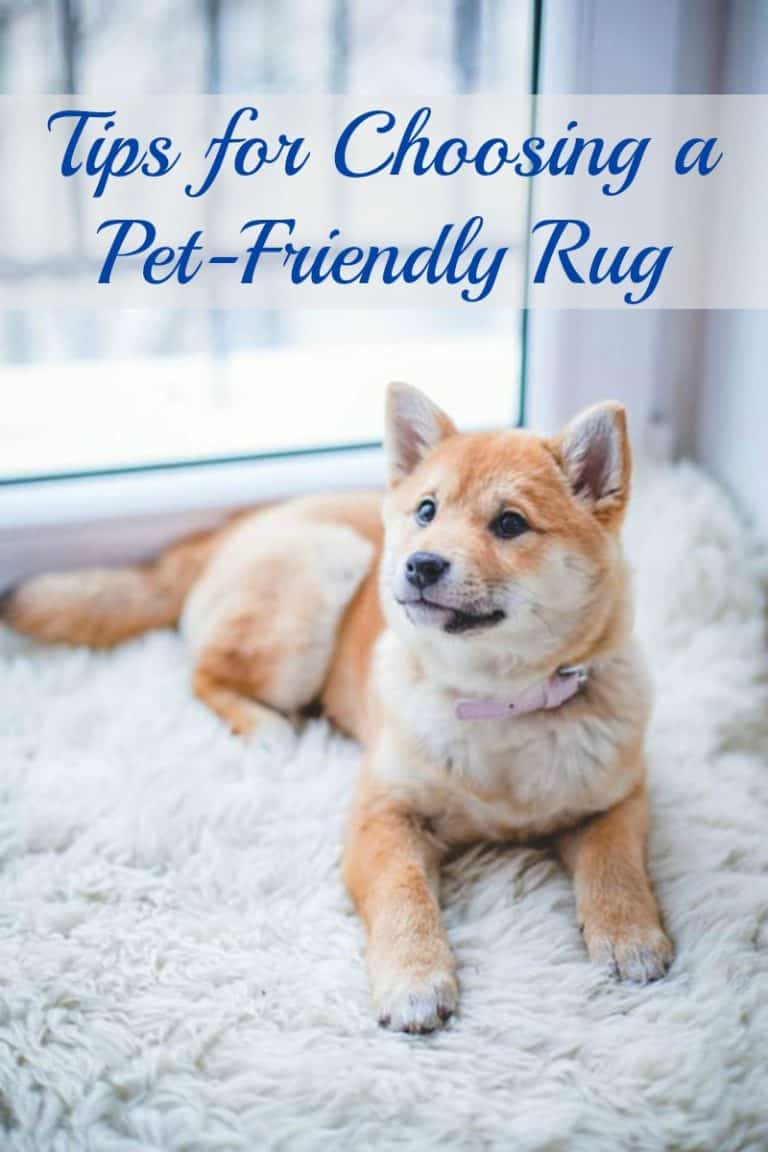 Tips for Choosing a Pet-Friendly Rug - Miss Molly Says