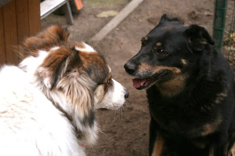 Introducing a New Dog to Your Other Dog and Pets - Miss Molly Says