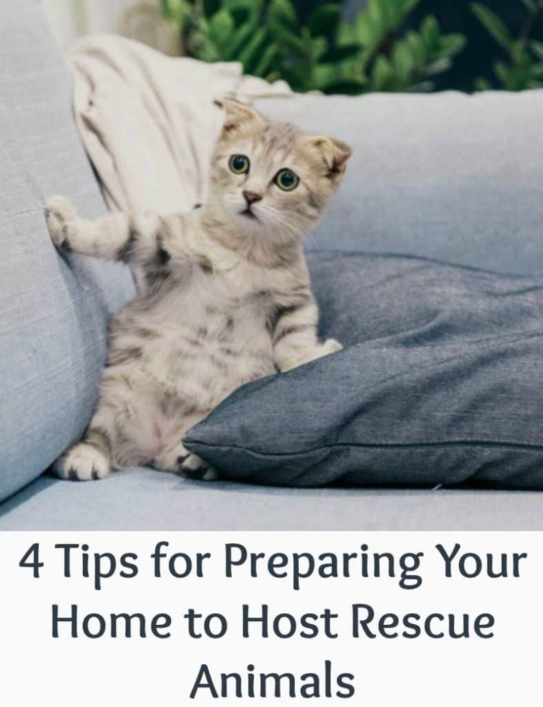 4 Tips for Preparing Your Home to Host Rescue Animals - Miss Molly Says