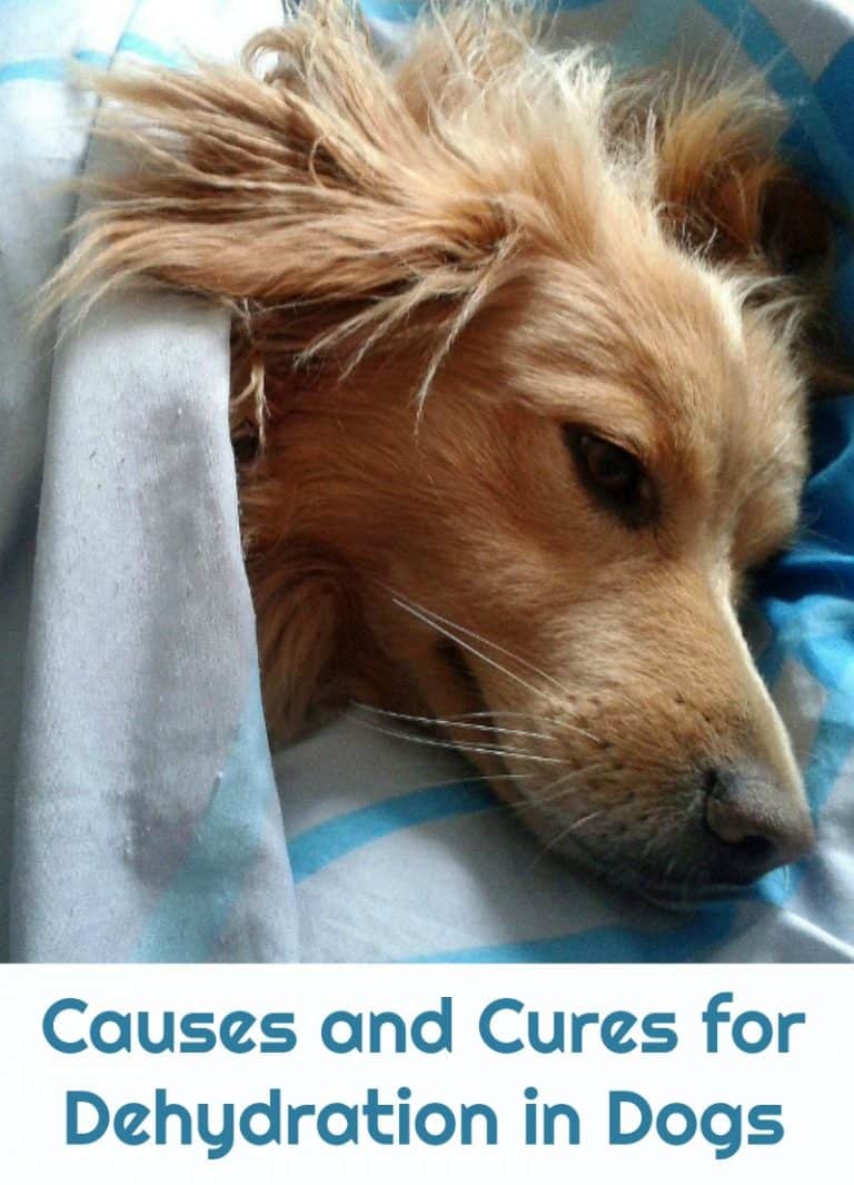 Causes and Cures for Dehydration in Dogs - Miss Molly Says