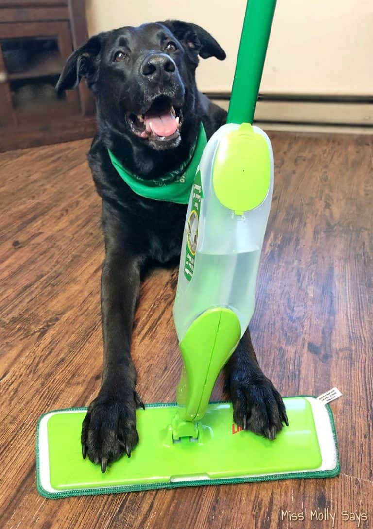 About Miss Molly and the Pack - Miss Molly Says