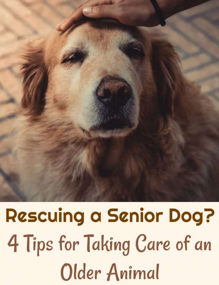 Rescuing a Senior Dog? 4 Tips for Taking Care of an Older Animal