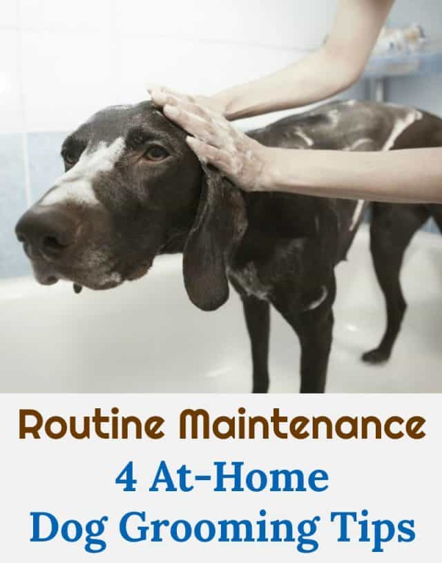 Routine Maintenance: 4 At-Home Dog Grooming Tips - Miss Molly Says