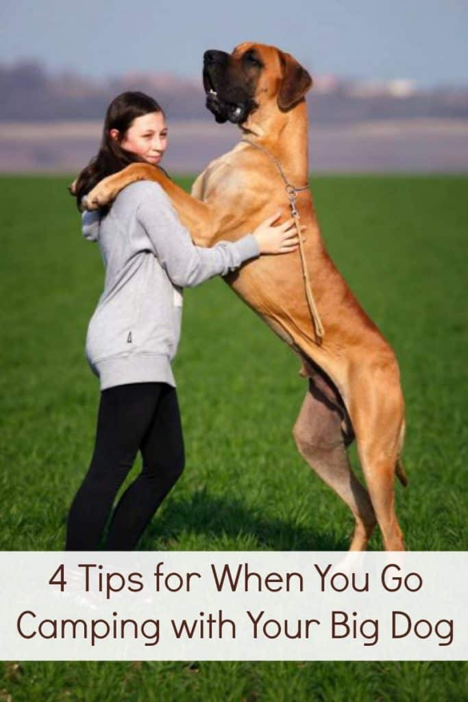 4 Tips for When You Go Camping with Your Big Dog - Miss Molly Says