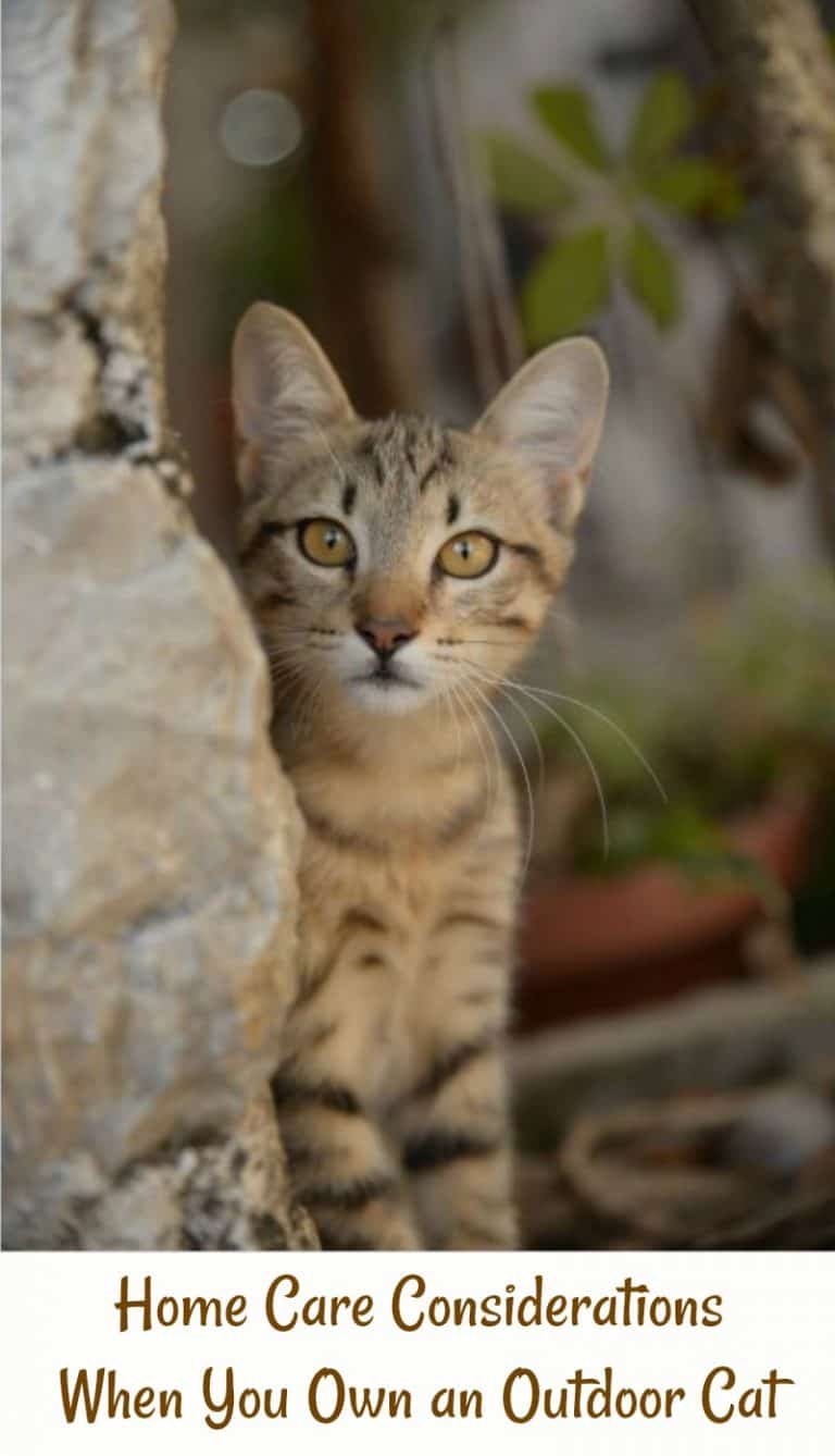 Home Care Considerations When You Own an Outdoor Cat