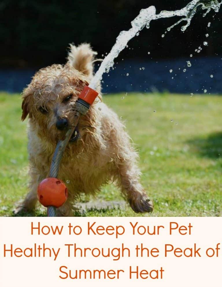 How to Keep Your Pet Healthy Through the Peak of Summer Heat - Miss ...
