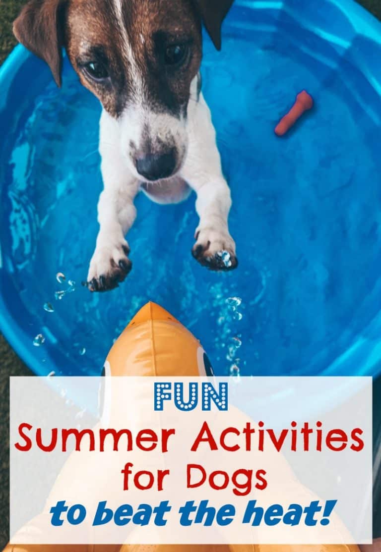 Fun Summer Activities for Dogs to Beat the Heat #SpotShot - Miss Molly Says