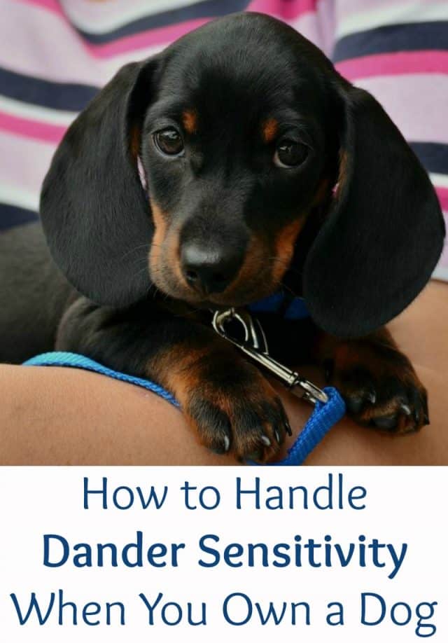 How to Handle Dander Sensitivity When You Own a Dog - Miss Molly Says