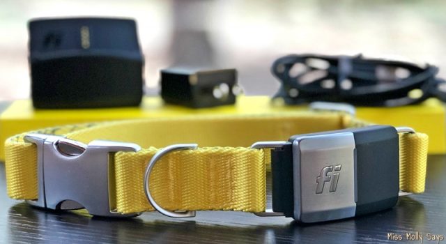 Protect Your Dog with a GPS Dog Tracker & Activity Monitor from Fi ...