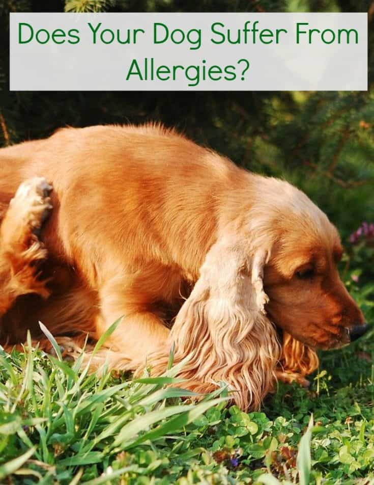 Does Your Dog Suffer From Allergies? - Miss Molly Says