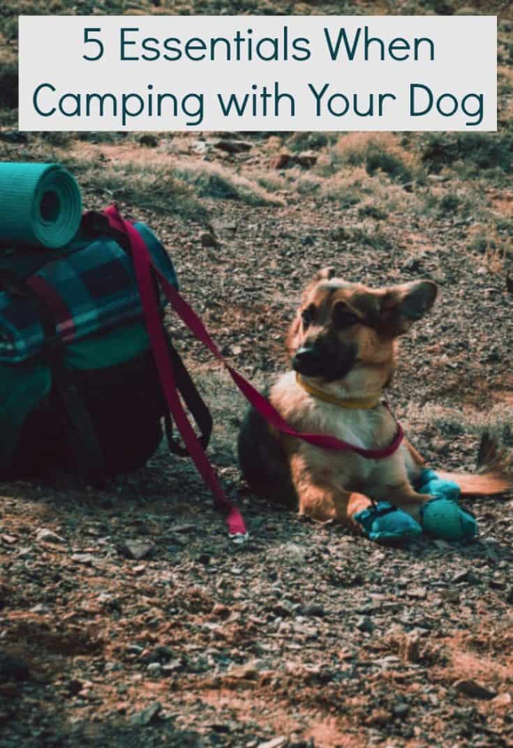 5 Essentials When Camping with Your Dog - Miss Molly Says