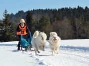 How Training Your Dog to Pull Sleds Makes Your Bond Stronger - Miss ...