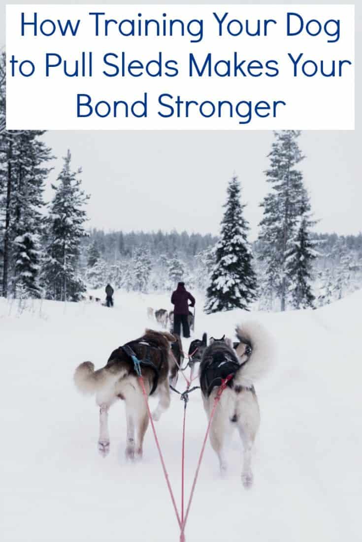 How Training Your Dog to Pull Sleds Makes Your Bond Stronger - Miss ...