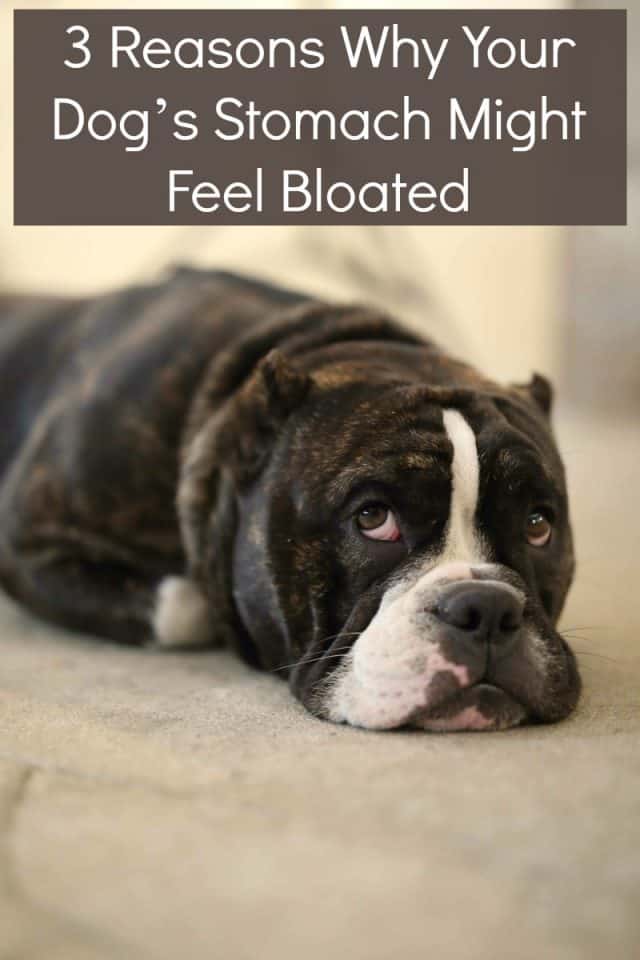 3 Reasons Why Your Dog’s Stomach Might Feel Bloated - Miss Molly Says