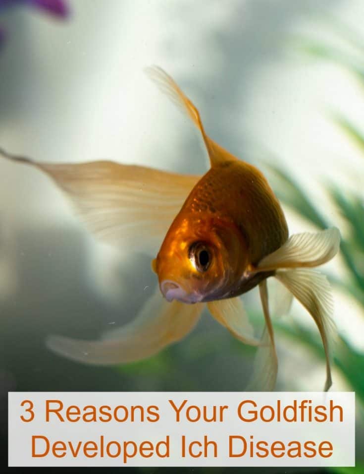What Causes Ick in Goldfish? 3 Reasons - Miss Molly Says