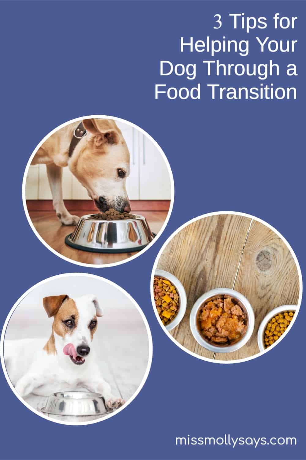 3 Tips for Helping Your Dog Through a Food Transition - Miss Molly Says