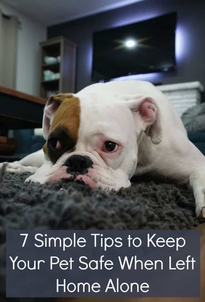 7 Simple Tips to Keep Your Pet Safe When Left Home Alone - Miss Molly Says