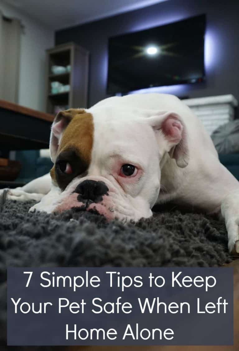 7 Simple Tips to Keep Your Pet Safe When Left Home Alone - Miss Molly Says