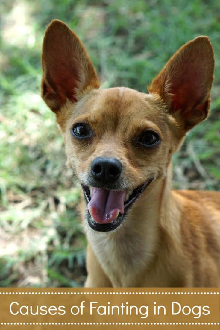 Causes of Fainting in Dogs - Miss Molly Says