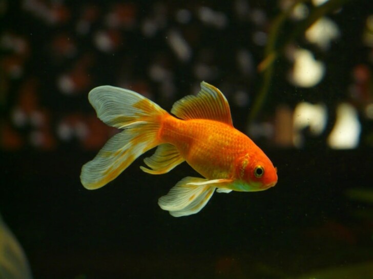 What Causes Ick in Goldfish? 3 Reasons - Miss Molly Says