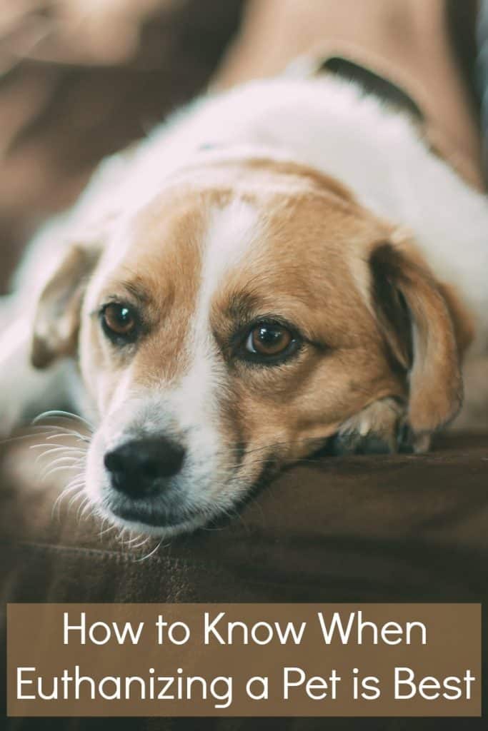 How to Know When Euthanizing a Pet is Best - Miss Molly Says