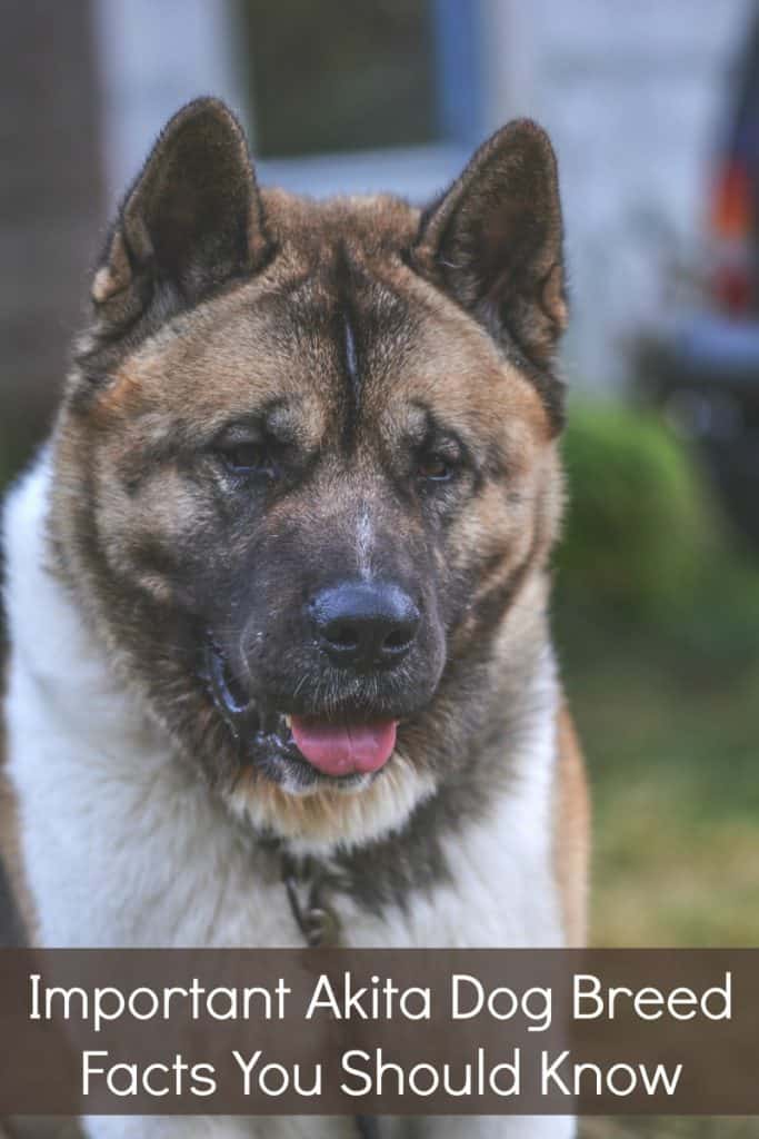 Important Akita Dog Breed Facts You Should Know - Miss Molly Says