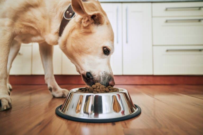 3 Tips for Helping Your Dog Through a Food Transition - Miss Molly Says