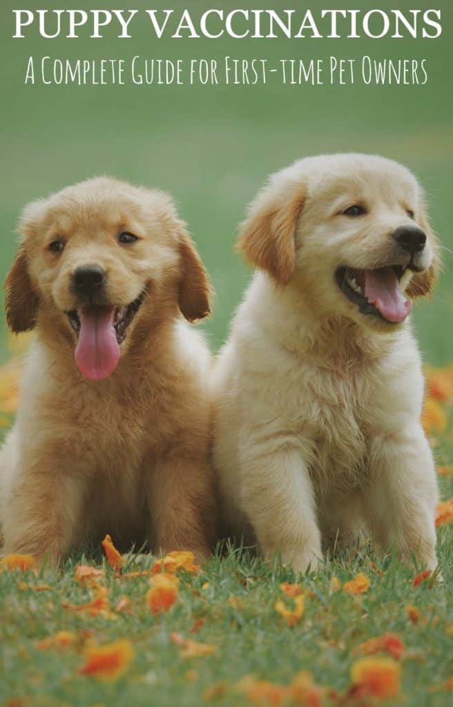 Puppy Vaccinations: A Complete Guide for First-time Pet Owners - Miss ...