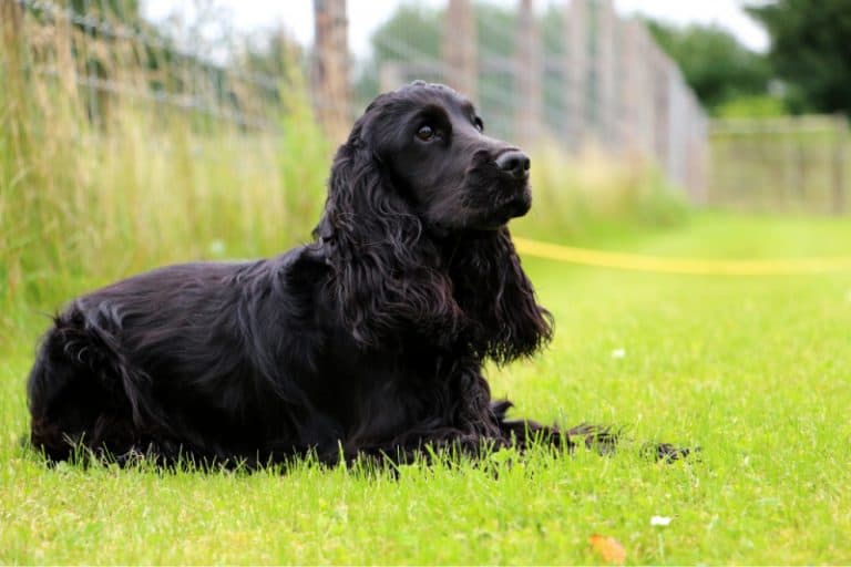 Facts and Traits of the American Cocker Spaniel Dog