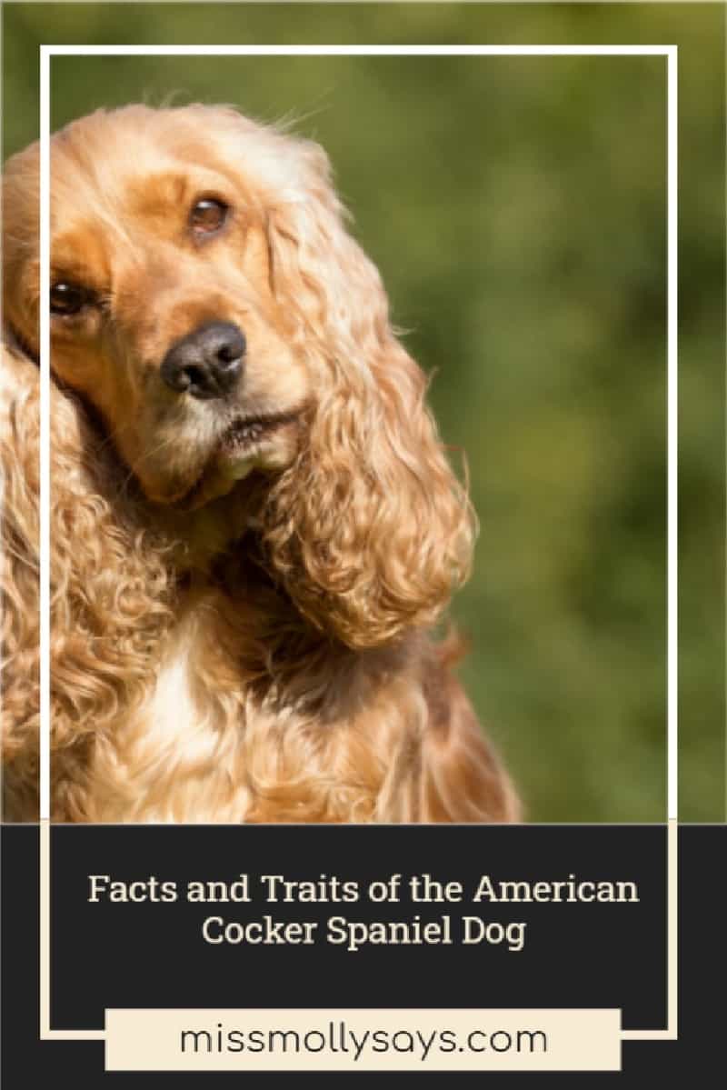 Facts and Traits of the American Cocker Spaniel Dog
