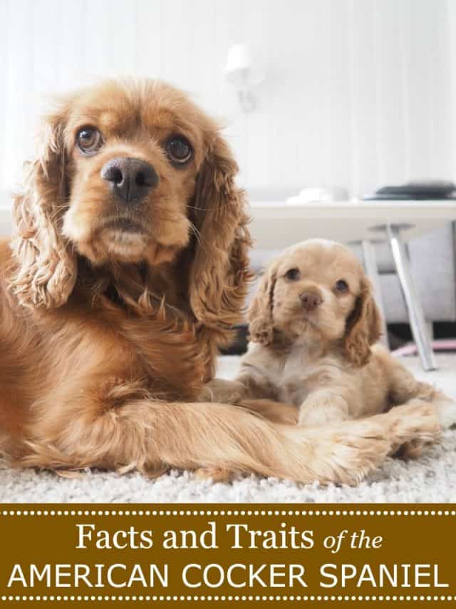 Facts and Traits of the American Cocker Spaniel Dog