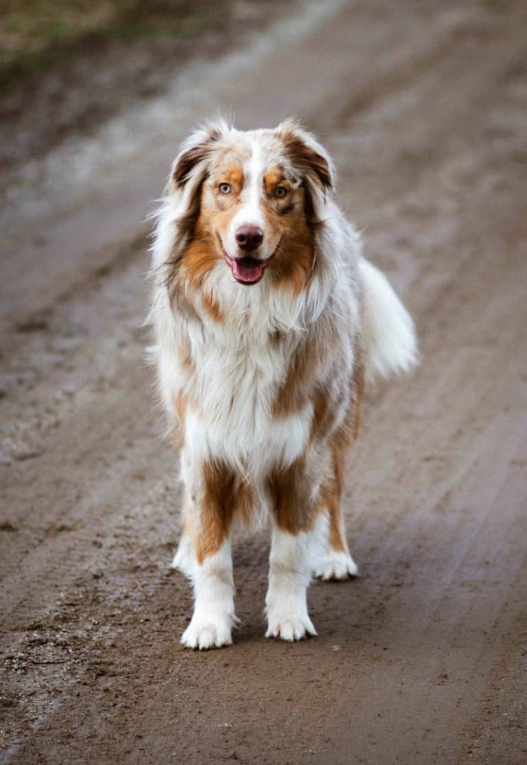 Dog Breed Facts of the Australian Shepherd - Miss Molly Says