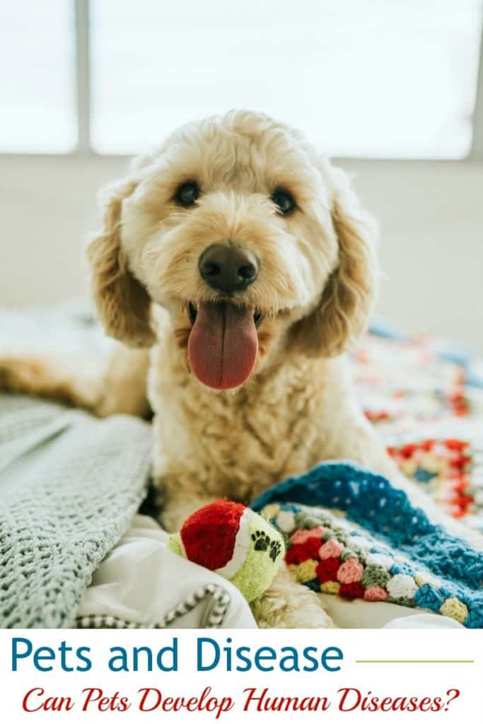 Pets and Disease: Can Pets Develop Human Diseases?