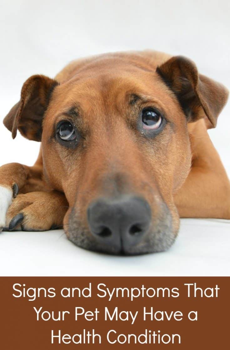 Signs and Symptoms That Your Pet May Have a Health Condition - Miss ...