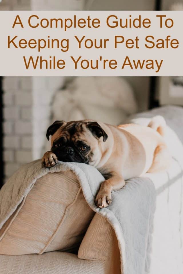 A Complete Guide To Keeping Your Pet Safe While You're Away - Miss ...