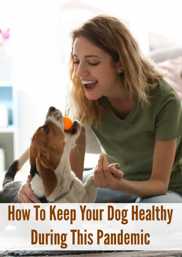 How To Keep Your Dog Healthy During This Pandemic - Miss Molly Says
