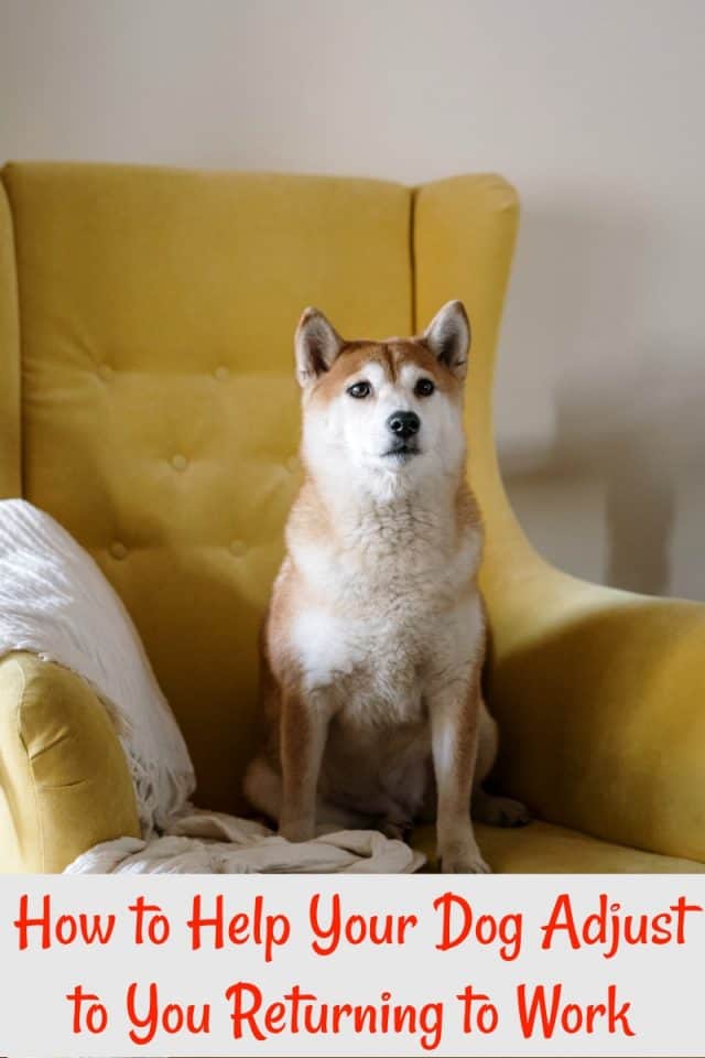 How to Help Your Dog Adjust to You Returning to Work - Miss Molly Says