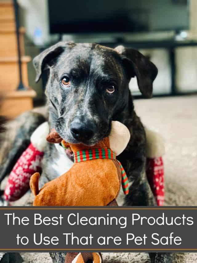 The Best Cleaning Products to Use That are Pet Safe