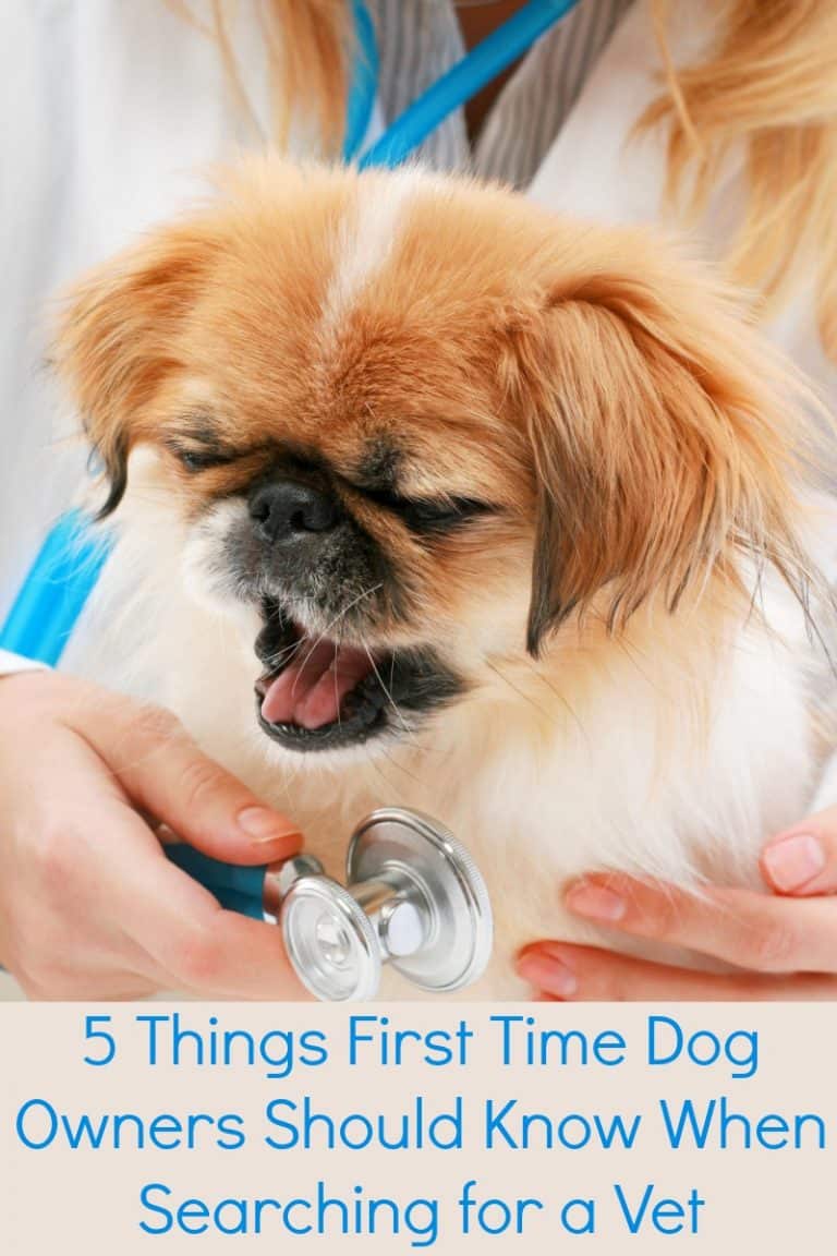 5 Things First Time Dog Owners Should Know When Searching for a Vet ...