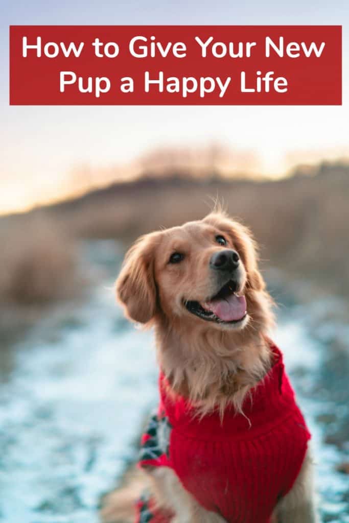How to Give Your New Pup a Happy Life - Miss Molly Says