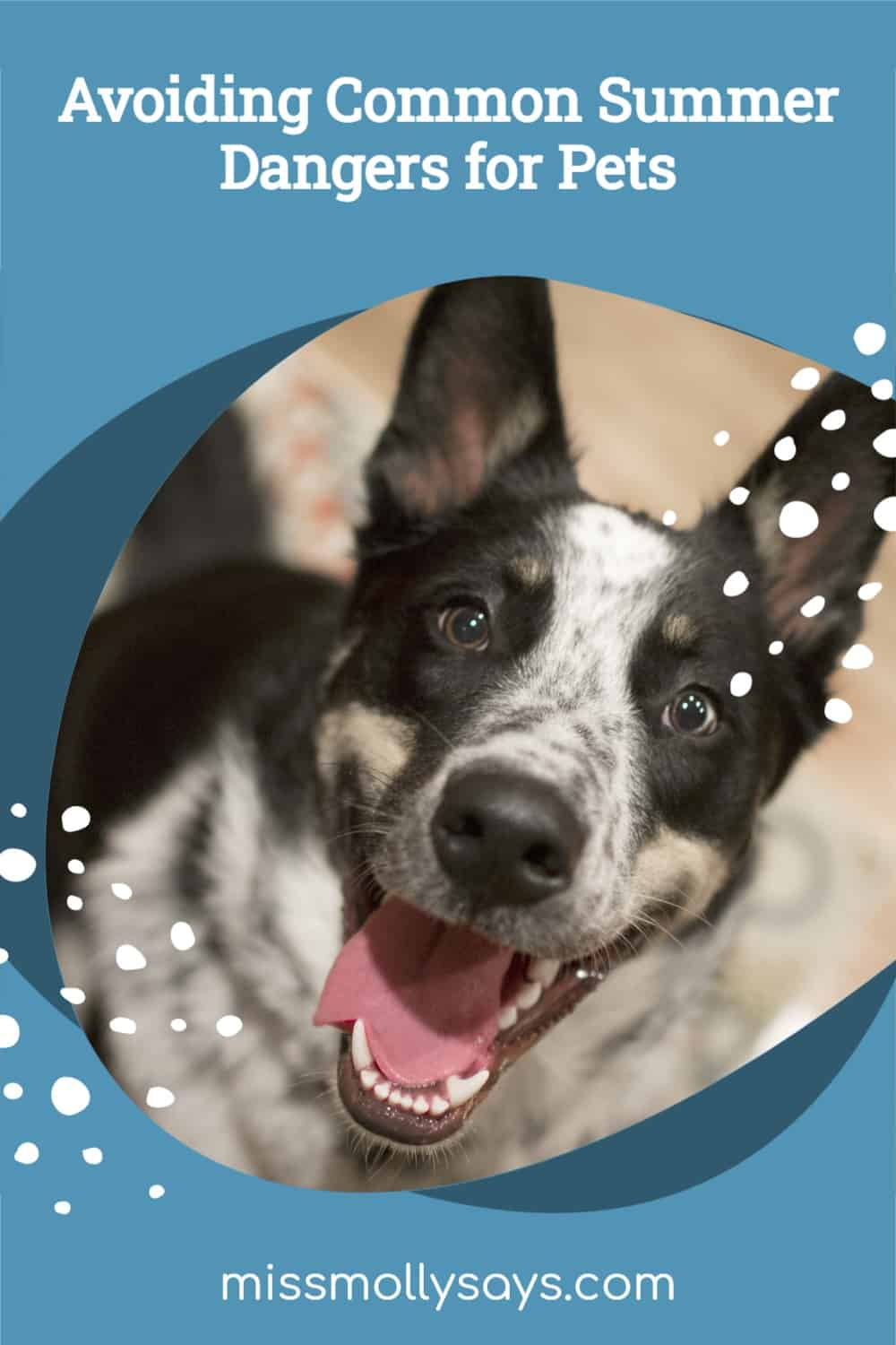 Avoiding Common Summer Dangers for Pets - Miss Molly Says