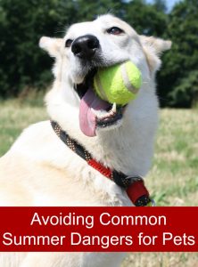 Avoiding Common Summer Dangers for Pets - Miss Molly Says