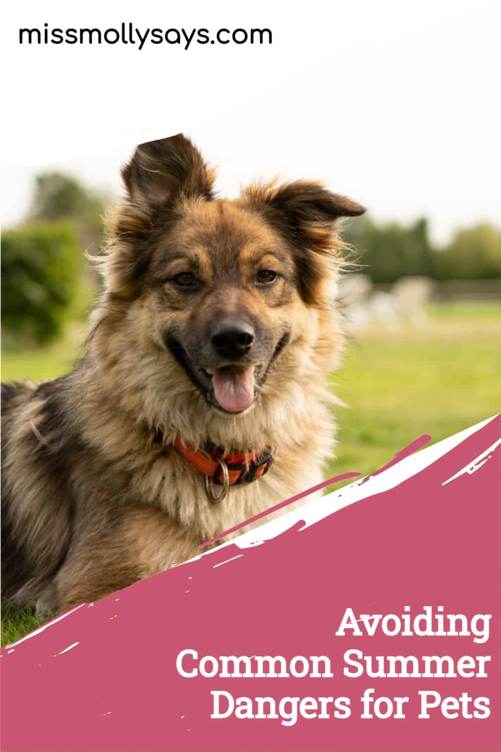 Avoiding Common Summer Dangers for Pets - Miss Molly Says